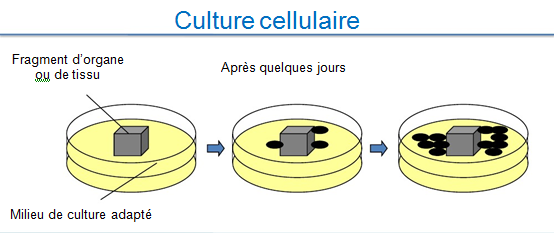 C’est quoi une culture cellulaire? | Bio faculté