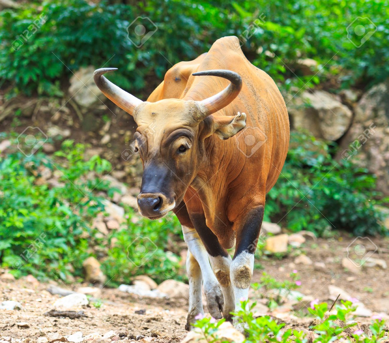 Il mio diario.: Banteng
