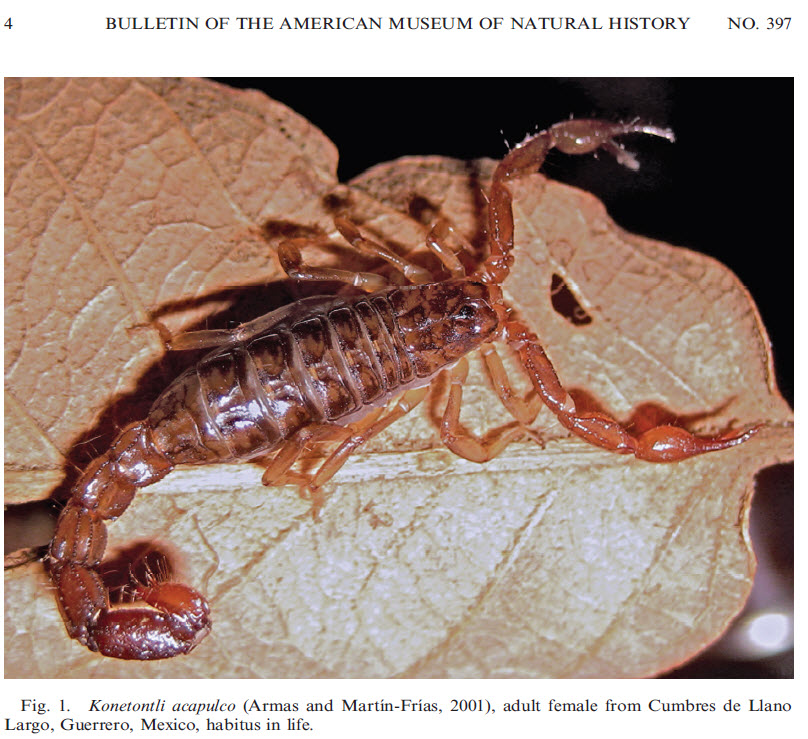 The Scorpion Files Newsblog: A revision of the North American genus ...