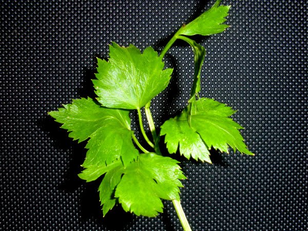 Cara Budidaya Seledri (Daun Sop | Tips Petani