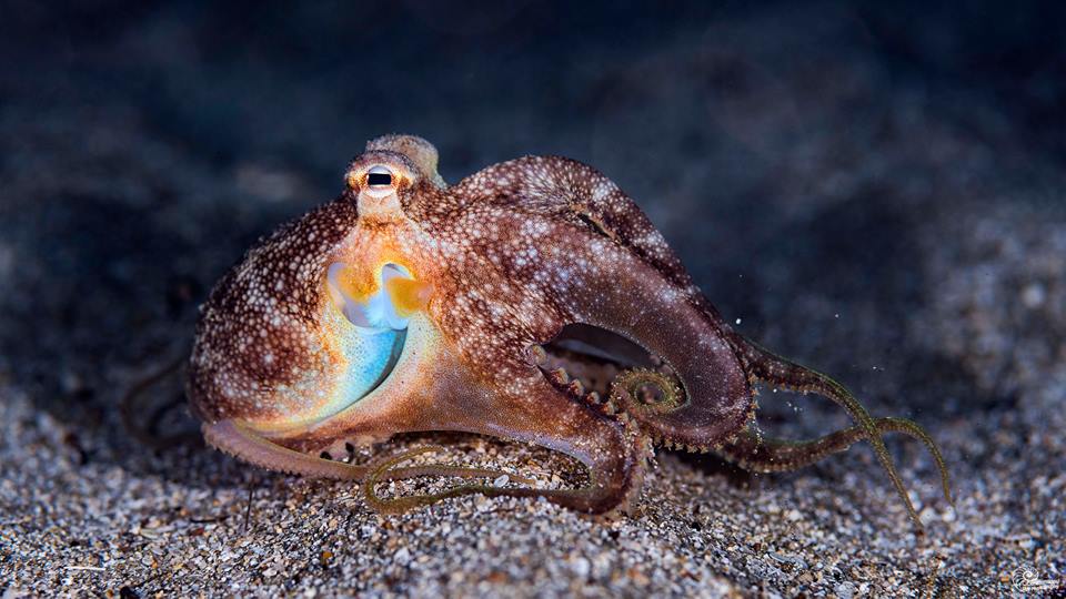 Biodiversity of Cyprus by NGO Protection of the Natural Heritage and ...