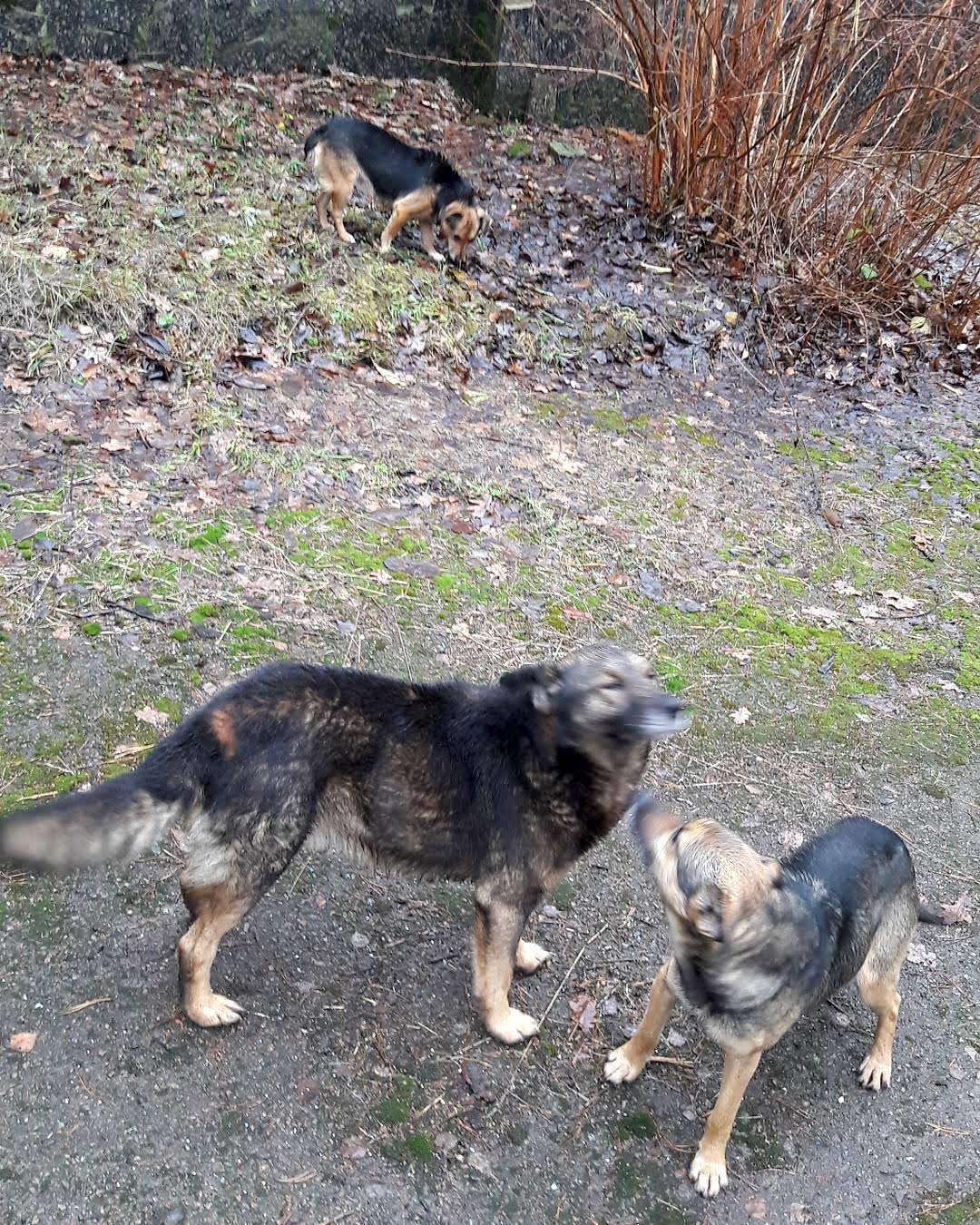 BooksChatter: ℚ Thea Reeves and The Tear of the Morning Star: Thea ...