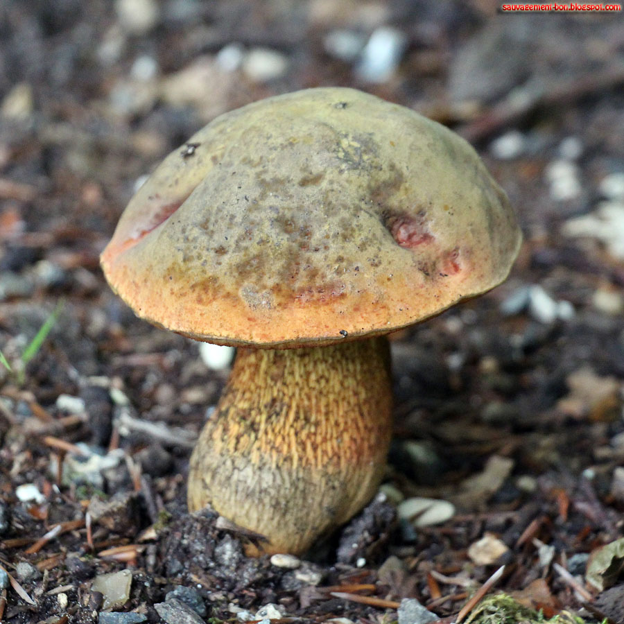 Sauvagement-Bon: Bolets