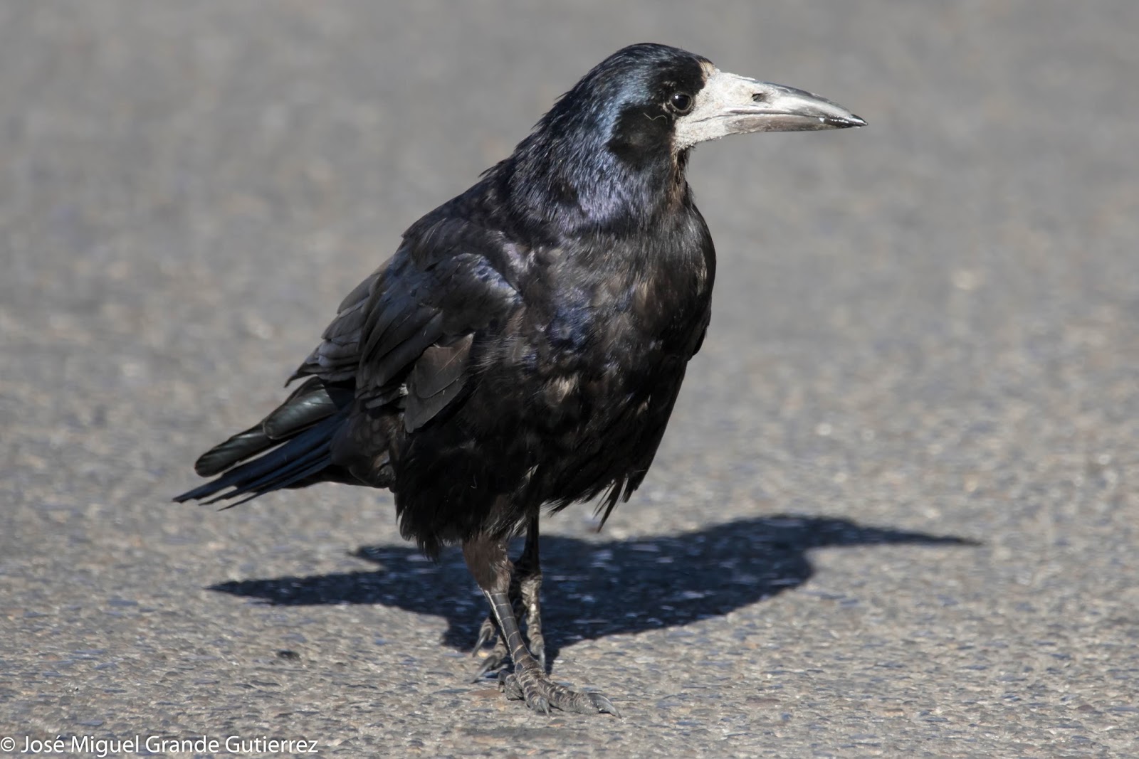AVECEDARIO2016-UN MUNDO MARAVILLOSO: Graja (Corvus frugilegus)-Rook ...