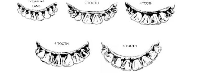 Age determination - cattle, sheep and goats ~ Amass Farming Tips & Info