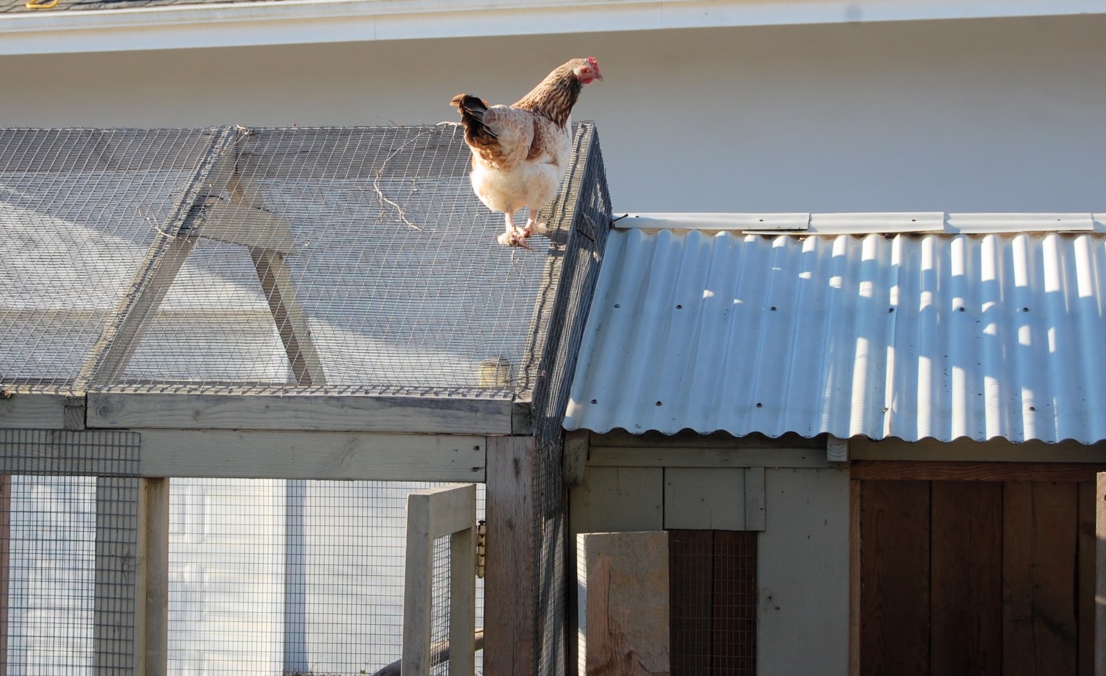 Gracie's Backyard Chickens: Chicken Proofing Your Yard