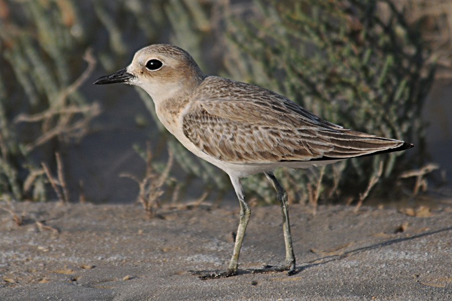 Birds of Saudi Arabia: Greater Sand Plover or Lesser Sand Plover ...