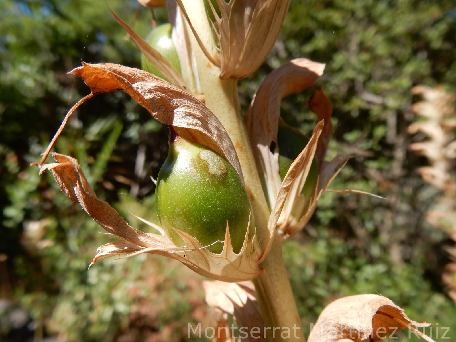 FRUTOS de ACANTO - BOTÀNIC SERRAT