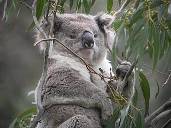 Amazing Koala: Endangered Species, Koalas Facts, Photos, Information ...