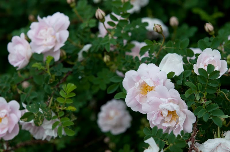 Thorny Issues: Scots Roses