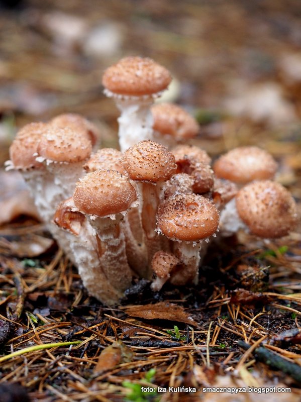 Mazowieckie grzybobranie jesienne | Smaczna Pyza