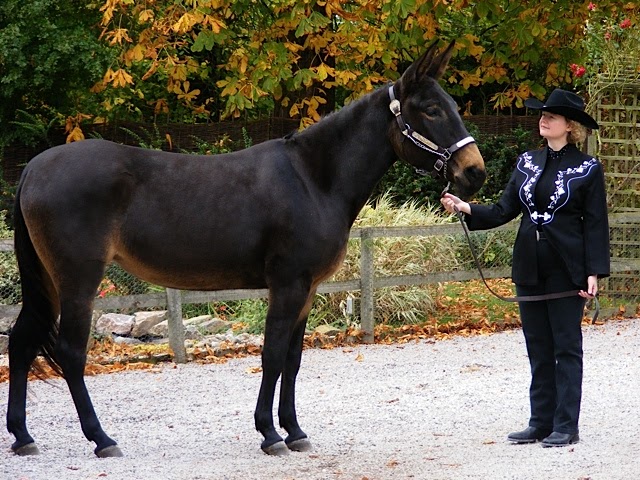The British Mule Society: What Can Mules Do?