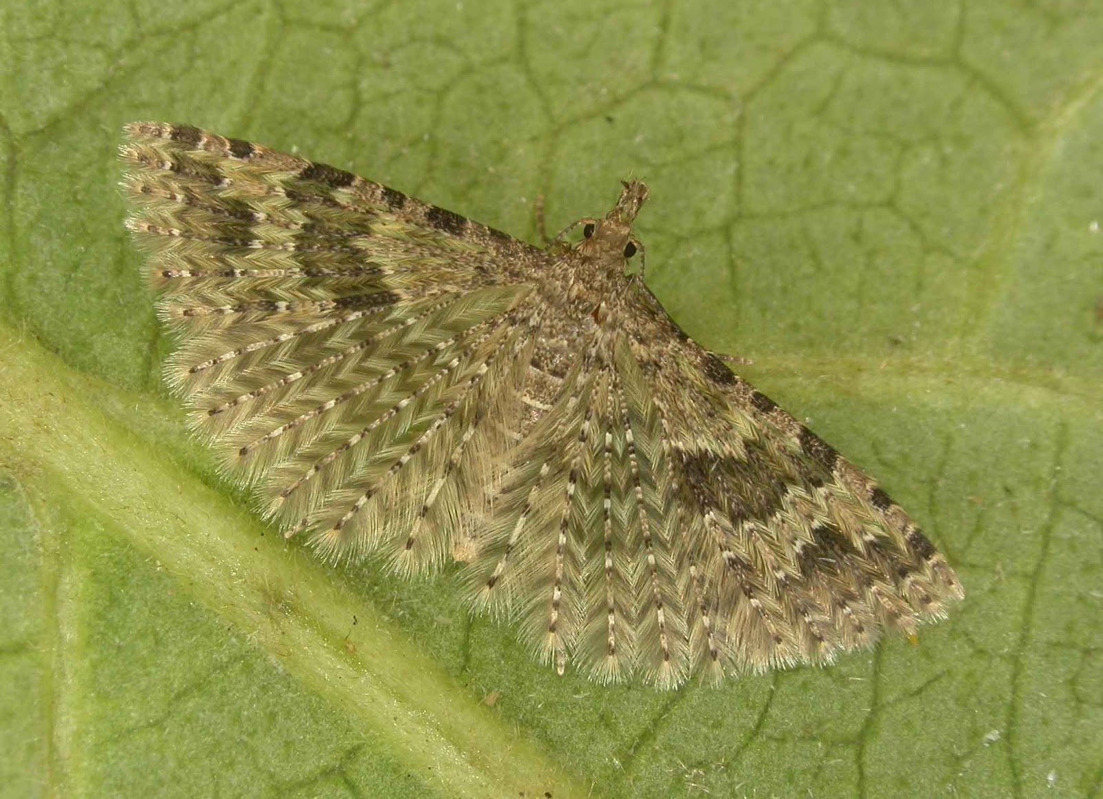 Darley Dale Wildlife: Twenty-plume Moth