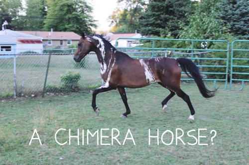 The Pineneedle Collective: Sunshine & Selfies in the Park / Chimera