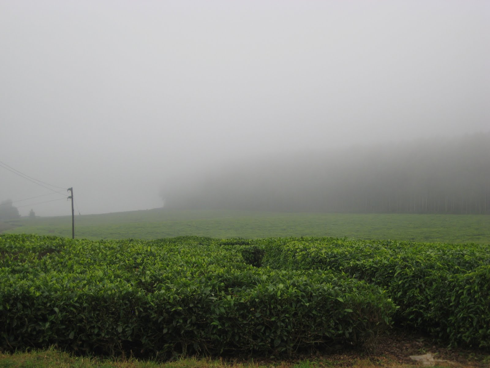 Sip of Success: To Sri Lanka, Kenya and NYC for Tea: A Busy Day in Mombasa!