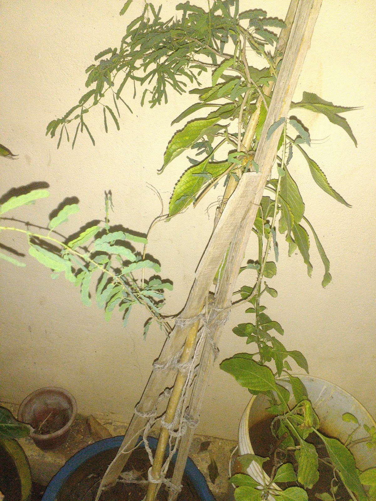 Sadhananda Swamigal: வன்னி மரம் ( Vanni tree on vijayadasami Special)