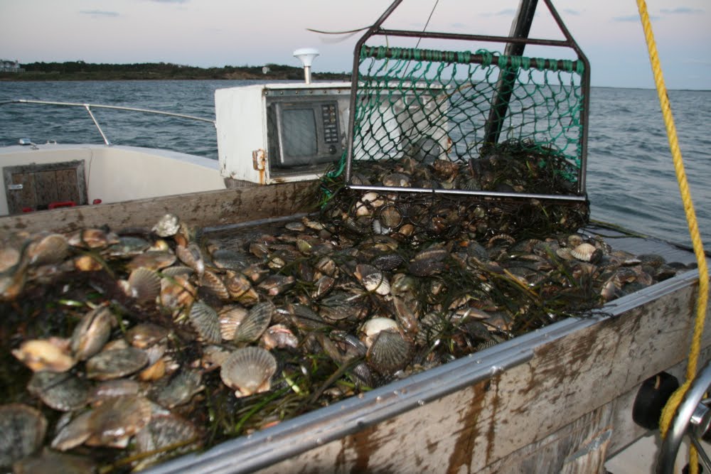 Nantucket Waterfront News: Commercial Scallop Season 2011. Day 2.