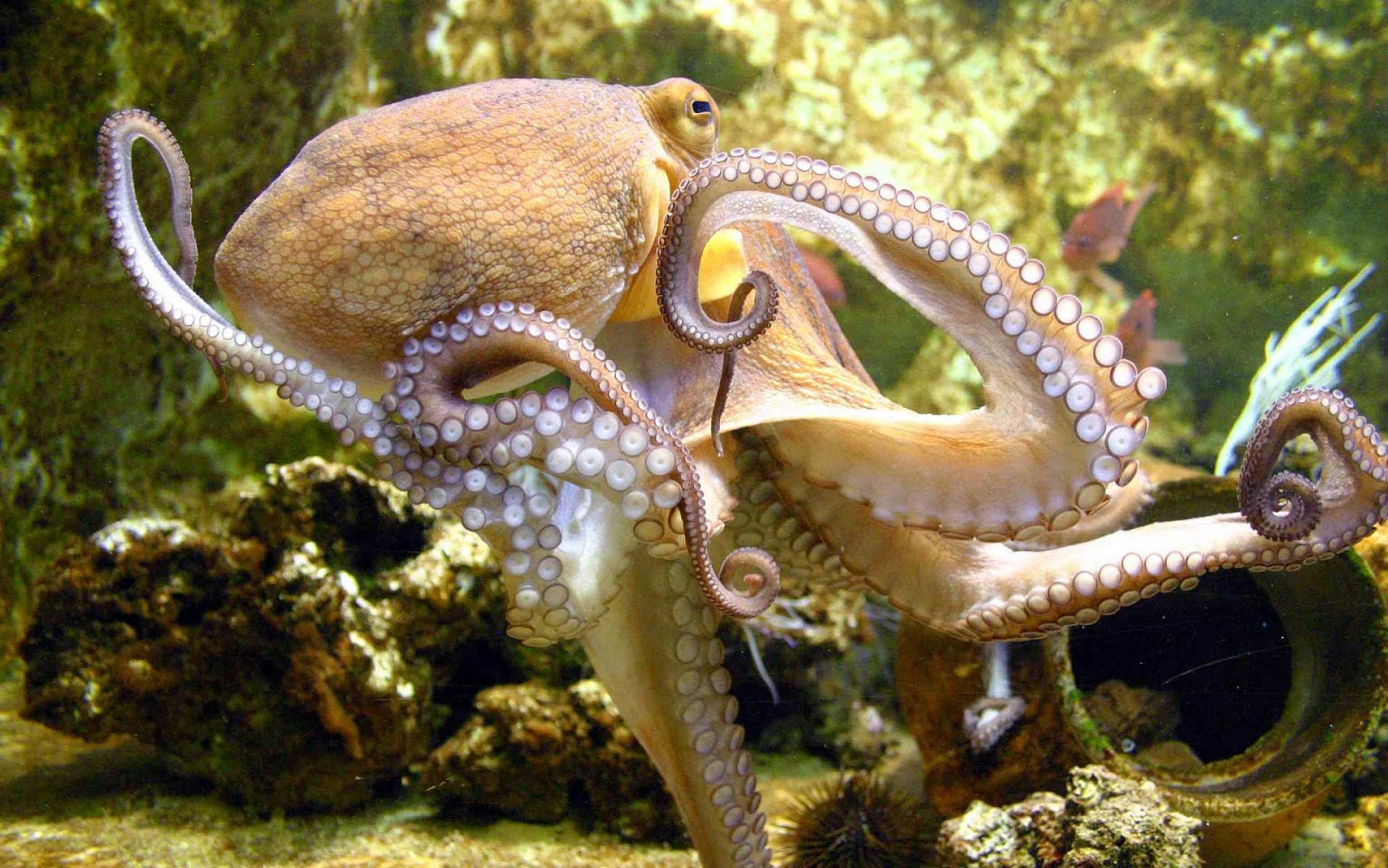 Octopus - HD Wallpapers | Earth Blog