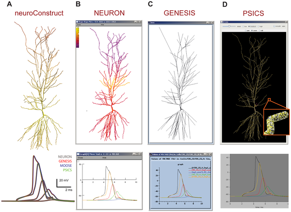 The Cellular Scale: How to Build a Neuron: step 3