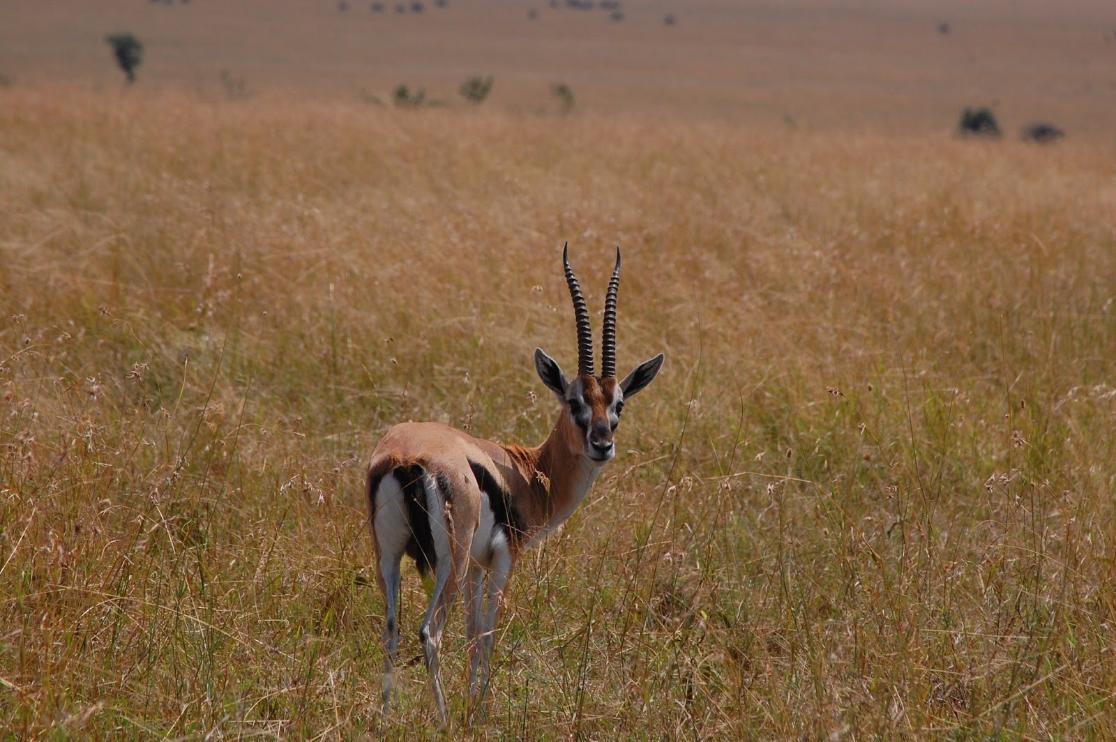 Espacio dedicado a la naturaleza: Gacela de Thomson (Eudorcas thomsonii)
