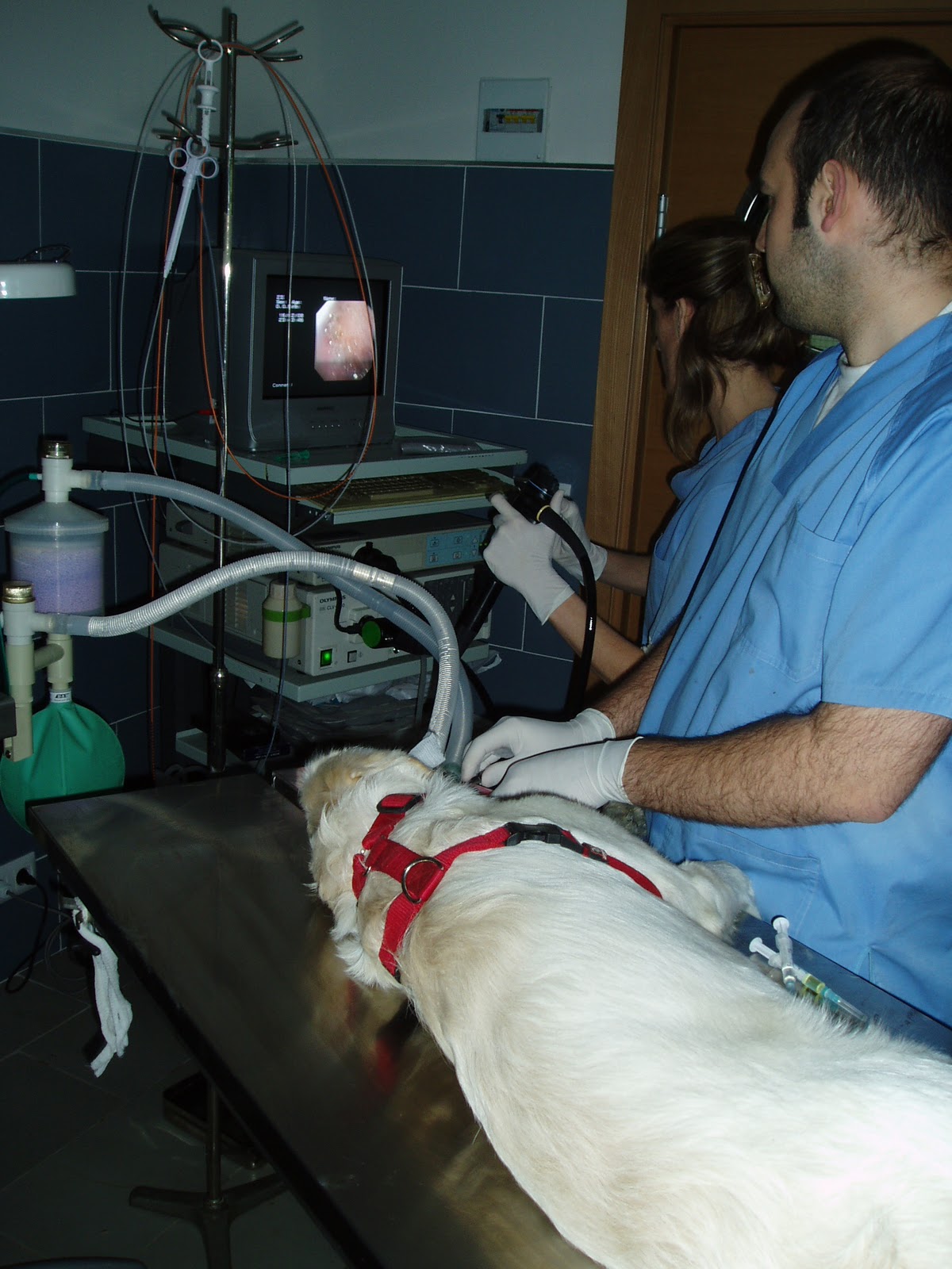 NUEVO VALDEPEÑAS VETERINARIOS: Servicios