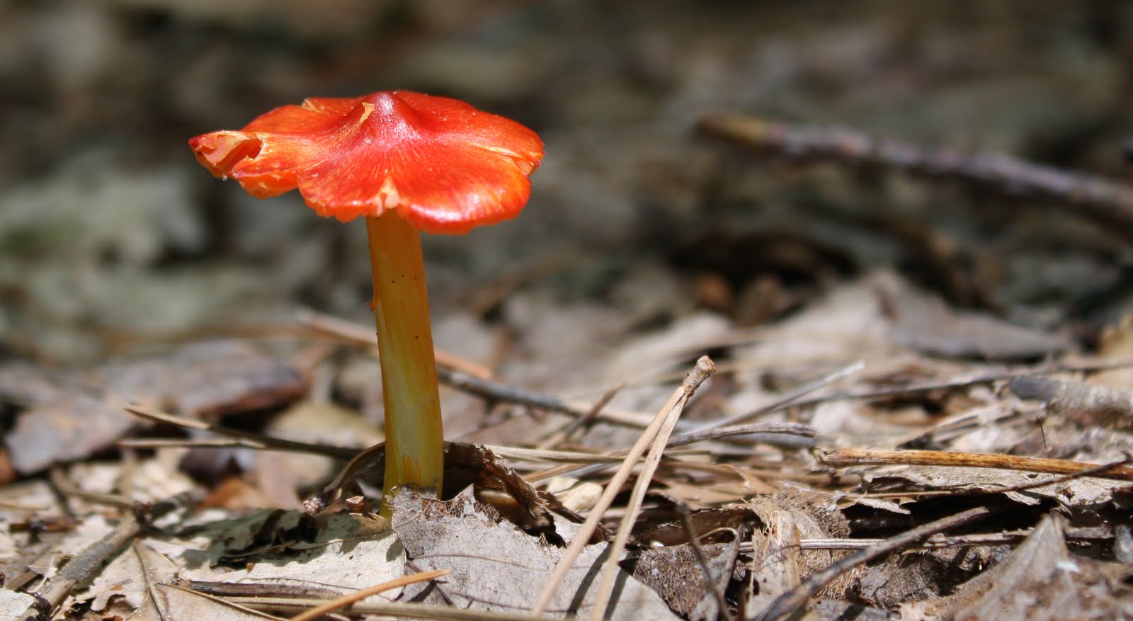 Snap By Snap: Walking Old Indiana