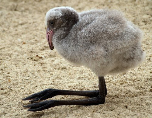 Terrierman's Daily Dose: Water Birds with Big Feet