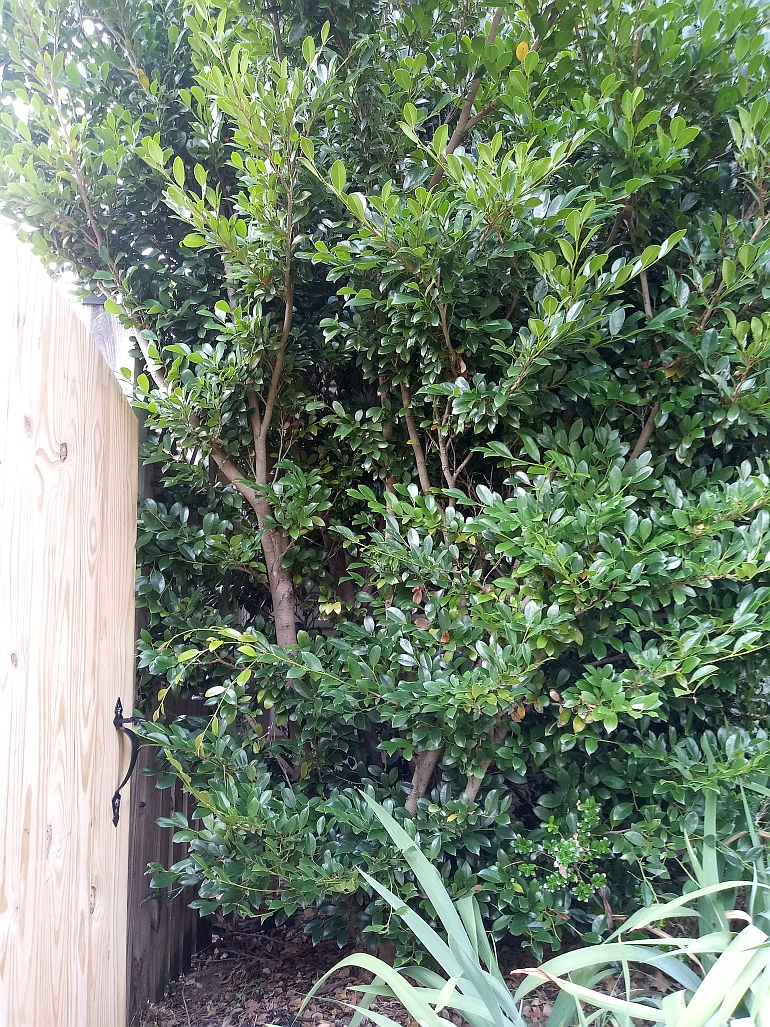 Future Plants by Randy Stewart: Isu Tree