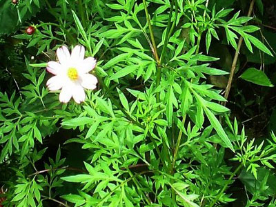 Manfaat Daun Kenikir - Batu Akik Agate