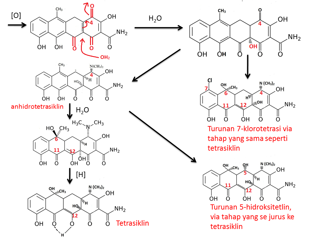 NAY blog's: biosintesis tetrasiklin