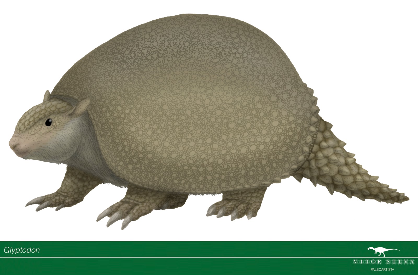 Vitor Silva - Paleoartista: Glyptodon