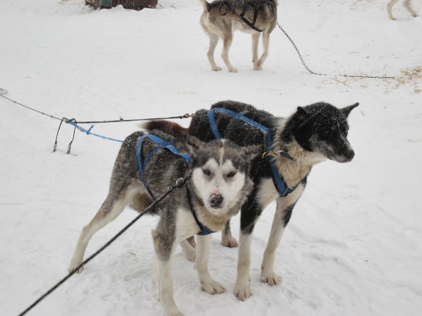 Travels with Hellen: Dog Sledding