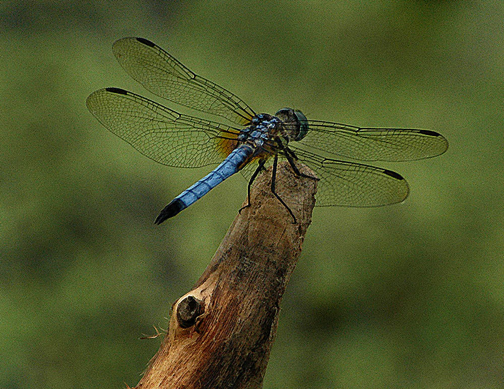 Dragon Fly - Amaxing