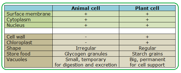 #14: Cell structure | Biology Notes for IGCSE 2014 & 2024