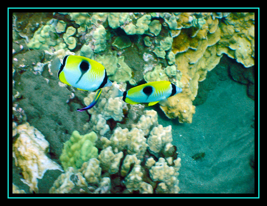Shutterbugs Capturing the World Around Us: Swimming with the fishies