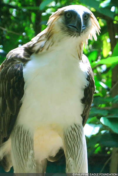 My Homeworks: Pambansang Ibon: Agila (larawan)