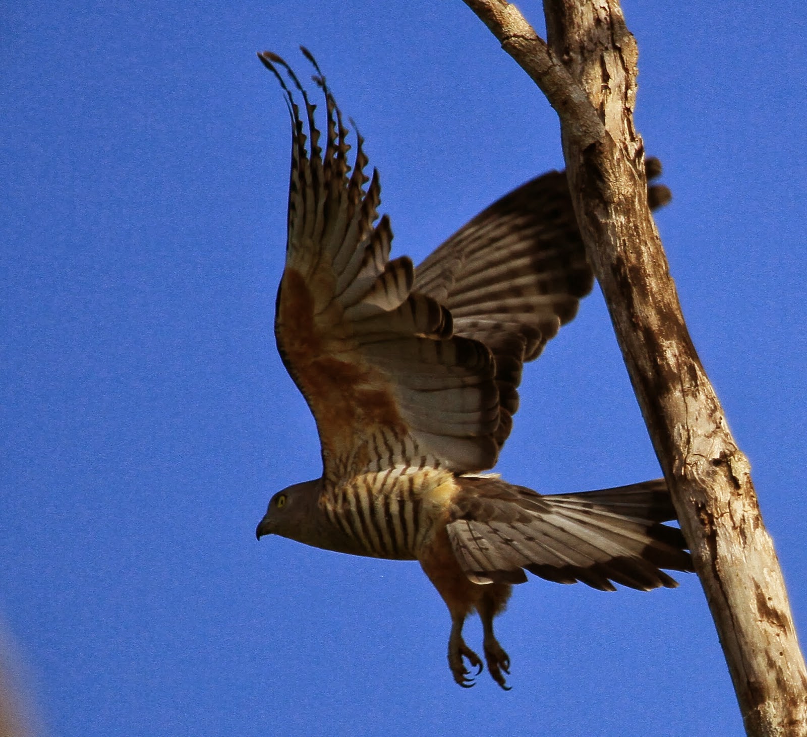 Richard Waring's Birds of Australia: Birds of Prey from trip to Darwin
