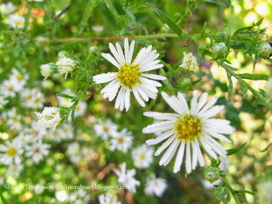 Norah'S: Texas Native Plant Week