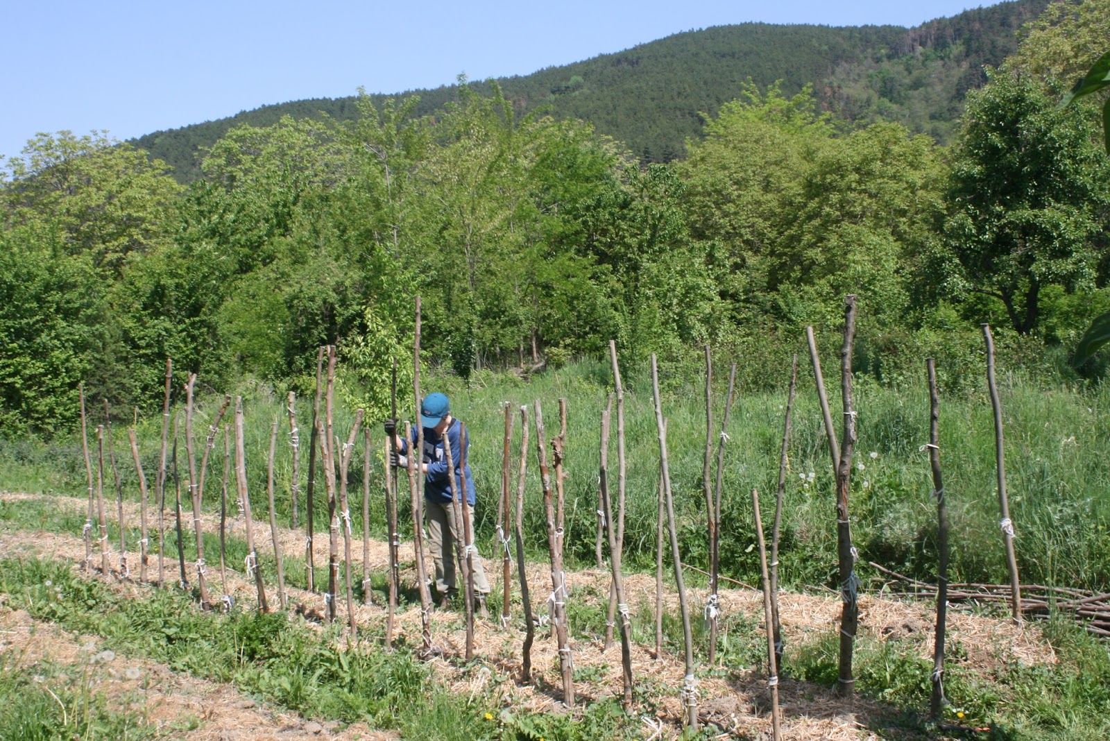 Balkan Ecology Project : Vegetable Polycultures, Biodiversity Surveys ...