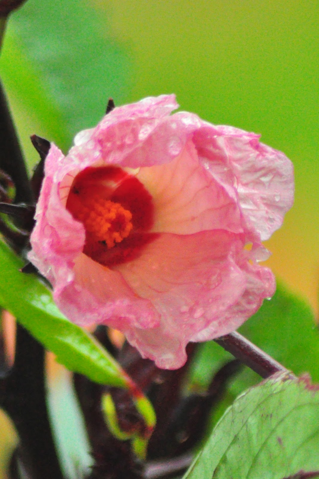 videonstatic technology mpt 1483