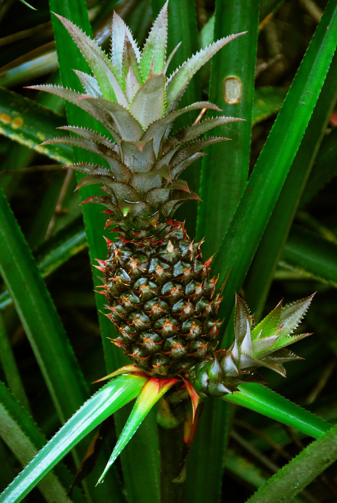 Ananas comosus - Dứa