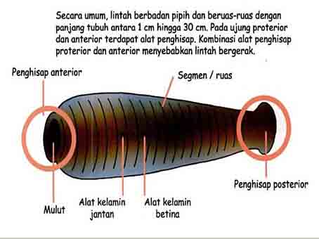 Hirudo Terapi: Perbedaan Lintah dengan Pacet