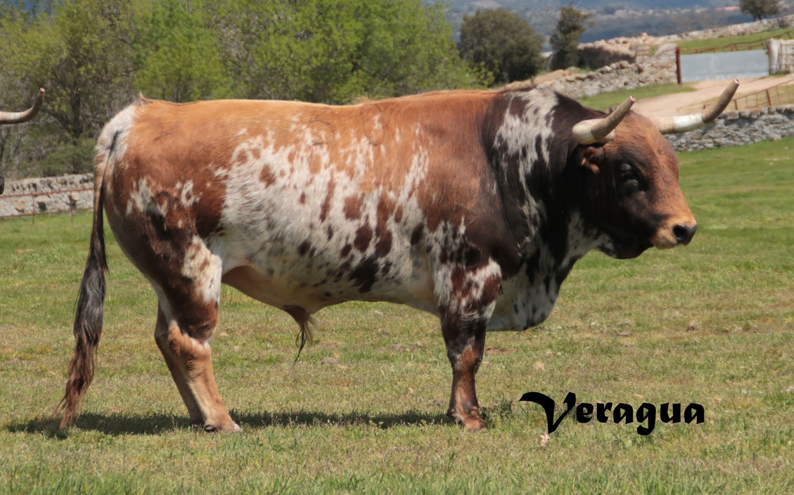 Encastes Bravos: Victoriano del Rio: toros de puerta grande