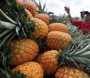 Urban Farmers Punto Com: A exportar Piña...