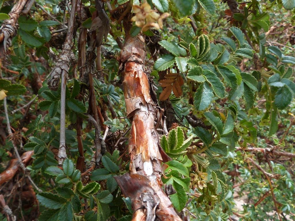 Argentina nativa: Tabaquillo (Polylepis australis)