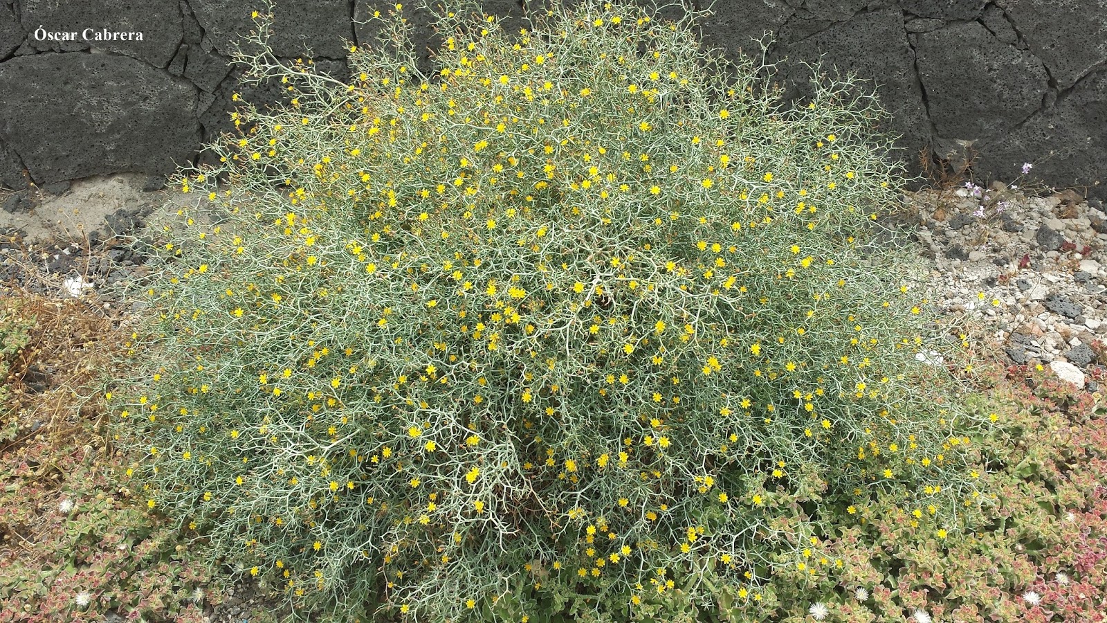 Launaea arborescens Batt. (Aulaga)