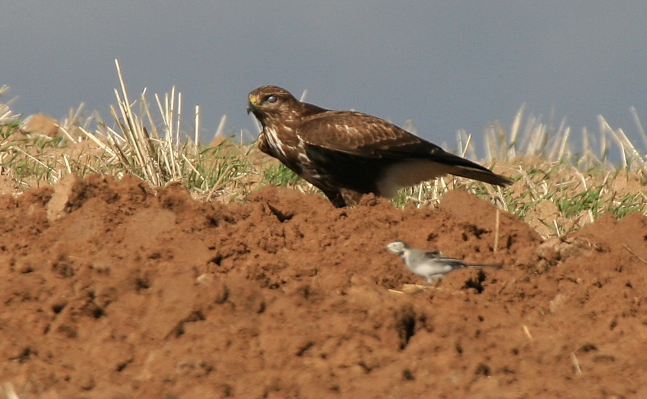 TERRITORIO NATURAL: Busardo ratonero