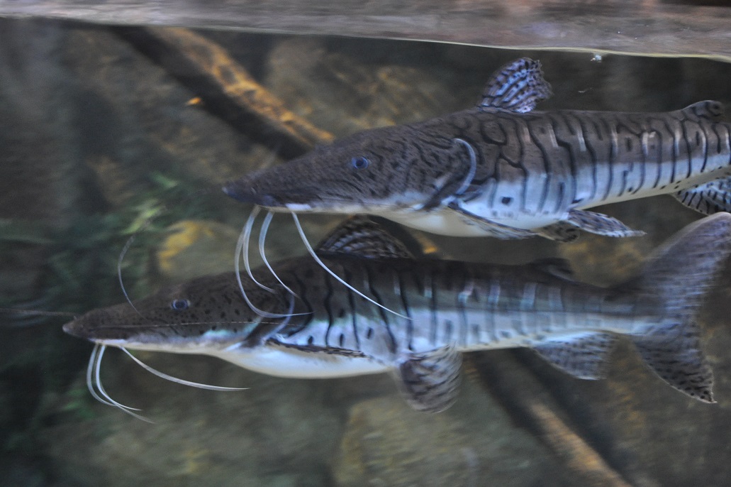 ZOOTOGRAFIANDO (6.057 ANIMALS): BAGRE RAYADO / BARRED SORUBIM ...