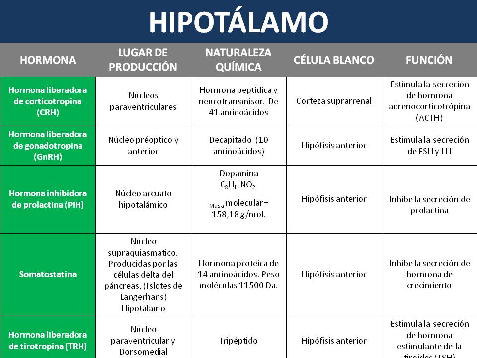 FISIOLOGÍA HUMANA: Hipotálamo