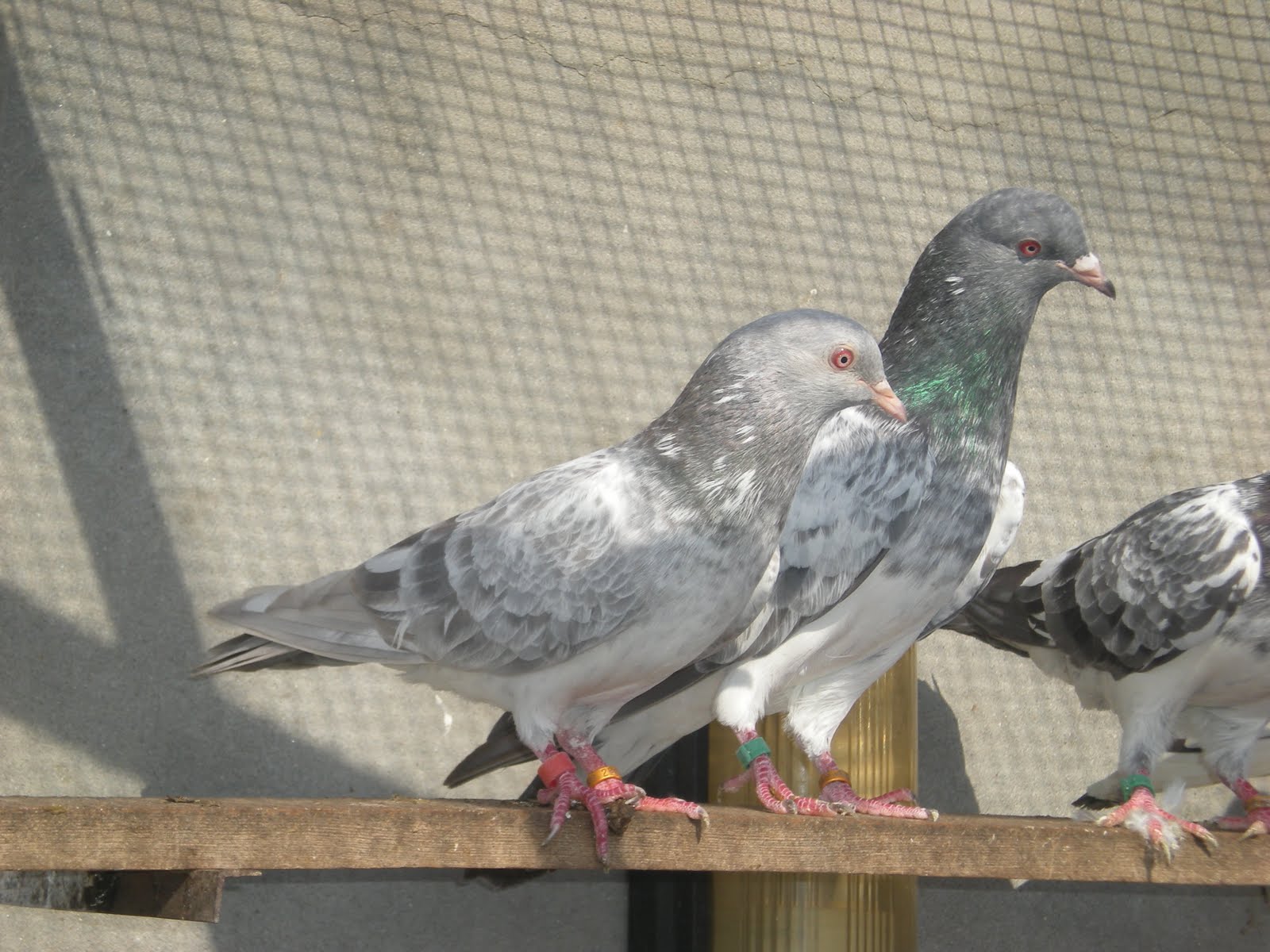 Pakistani Tipplers (Kabootar Baaz) | UK & USA Pigeons | Fancy Pigeons ...